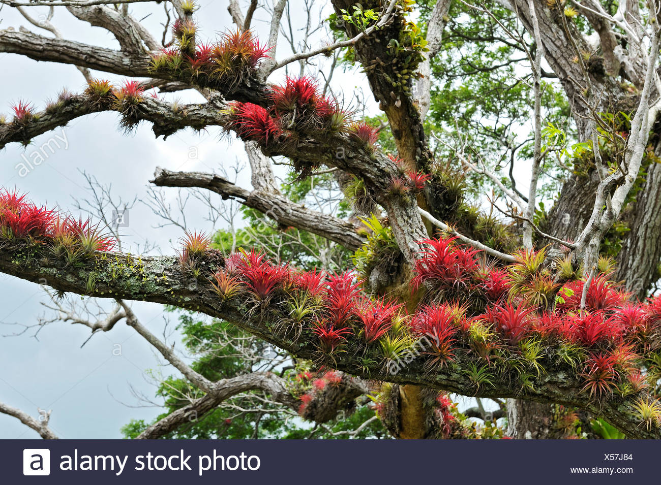 Epiphytic Bromeliad Stock Photos & Epiphytic Bromeliad Stock Images - Alamy