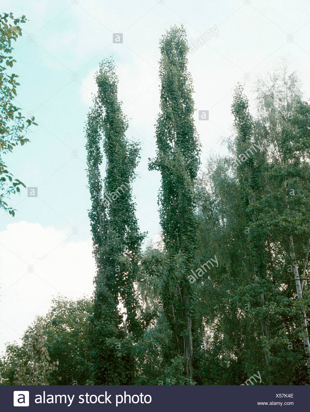 Fastigiate Tree High Resolution Stock Photography and Images - Alamy