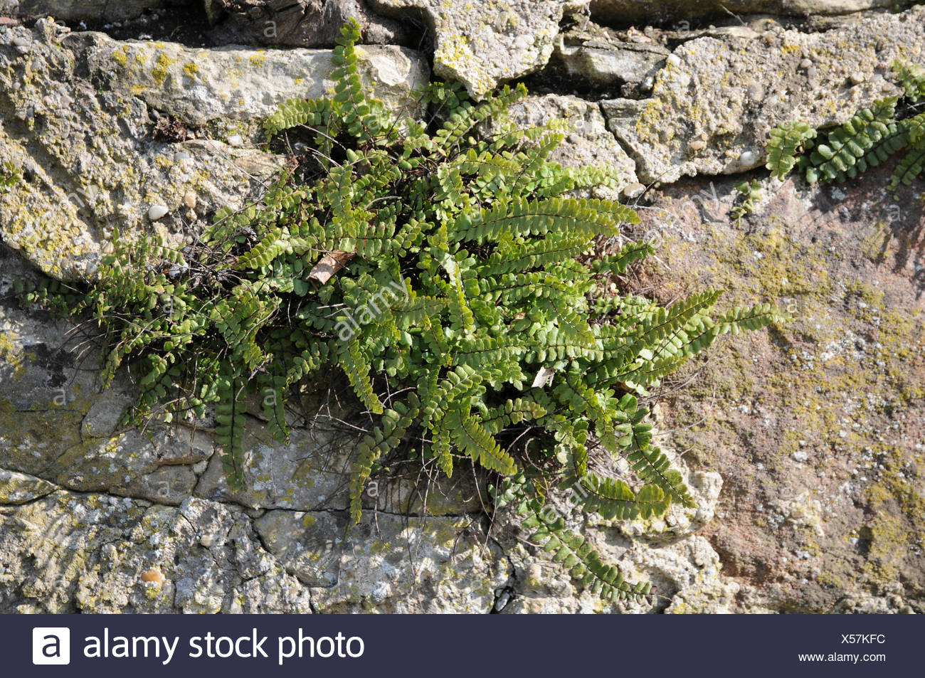 Asplenium Stock Photos & Asplenium Stock Images - Alamy