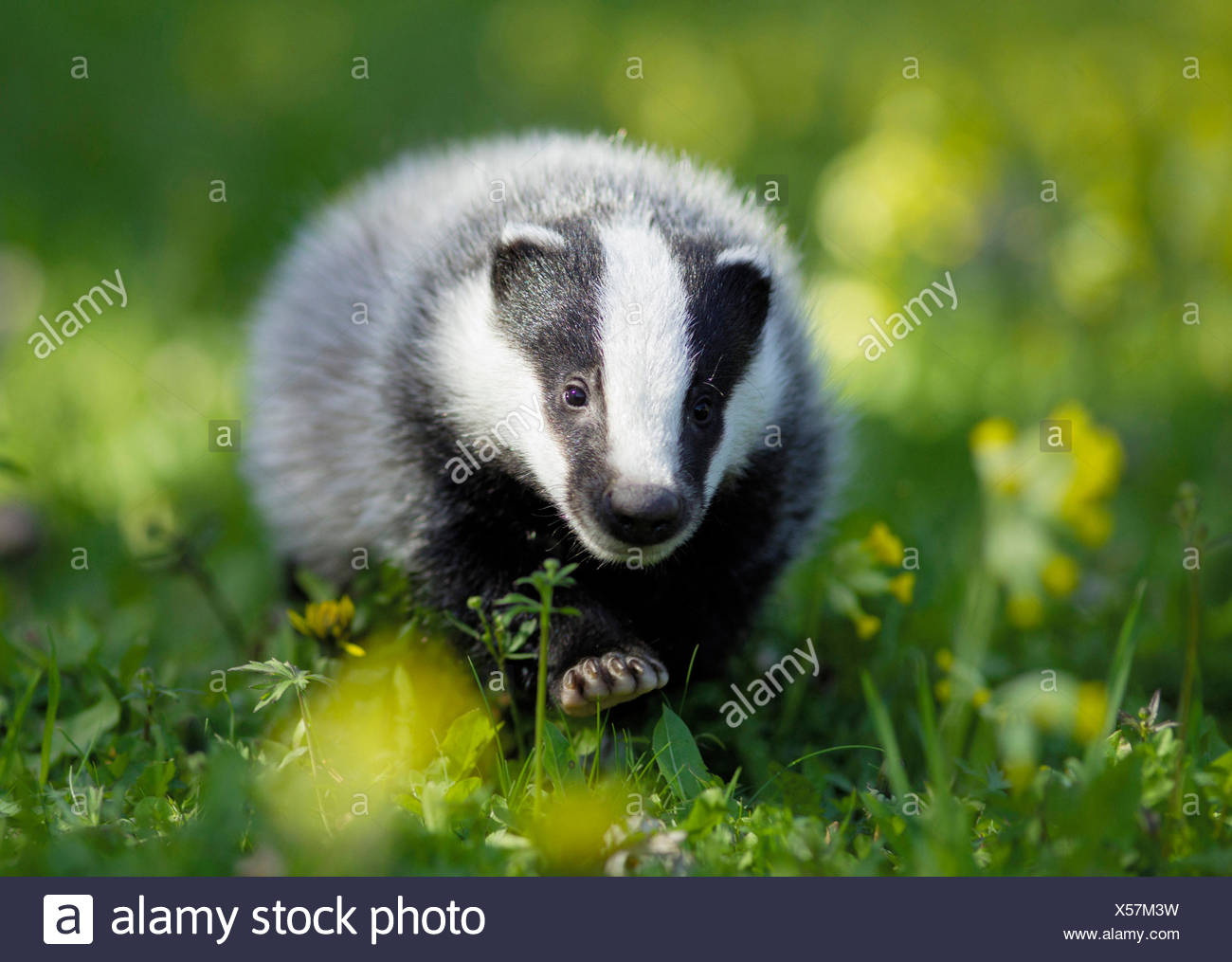 Baby Badger Animal High Resolution Stock Photography and Images - Alamy