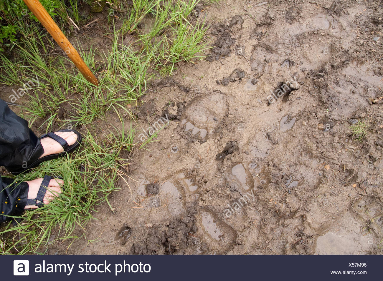 Bear Tracks In Mud High Resolution Stock Photography and Images - Alamy