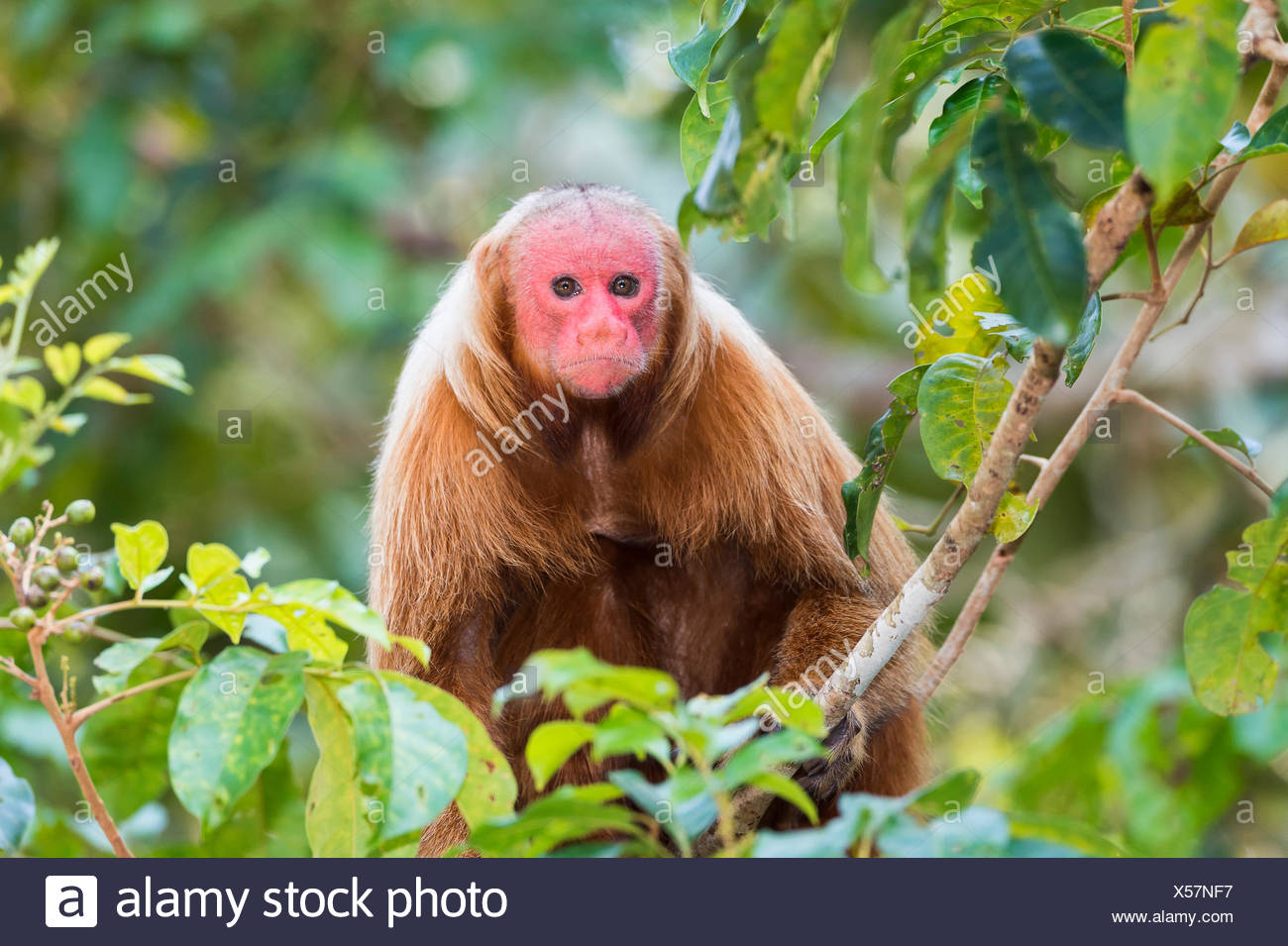 Uakari Monkeys High Resolution Stock Photography and Images - Alamy