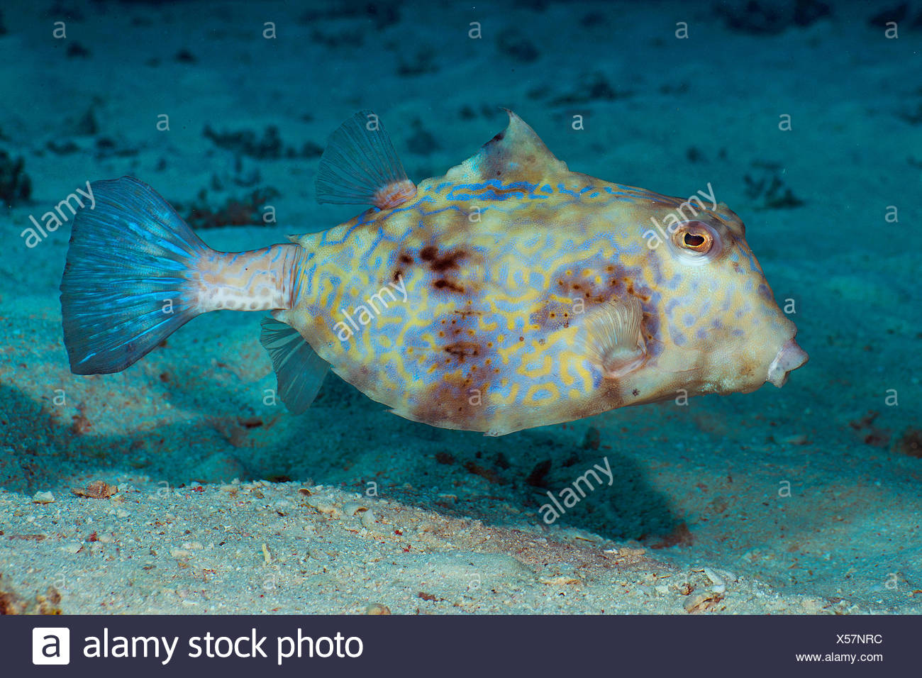 Boxfishes High Resolution Stock Photography and Images - Alamy