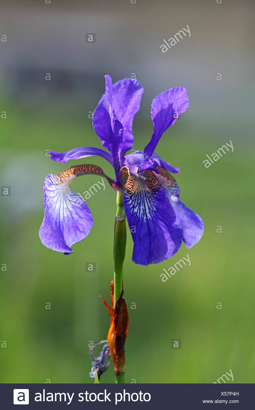 Fleur De Lis Iris Spec High Resolution Stock Photography and Images - Alamy