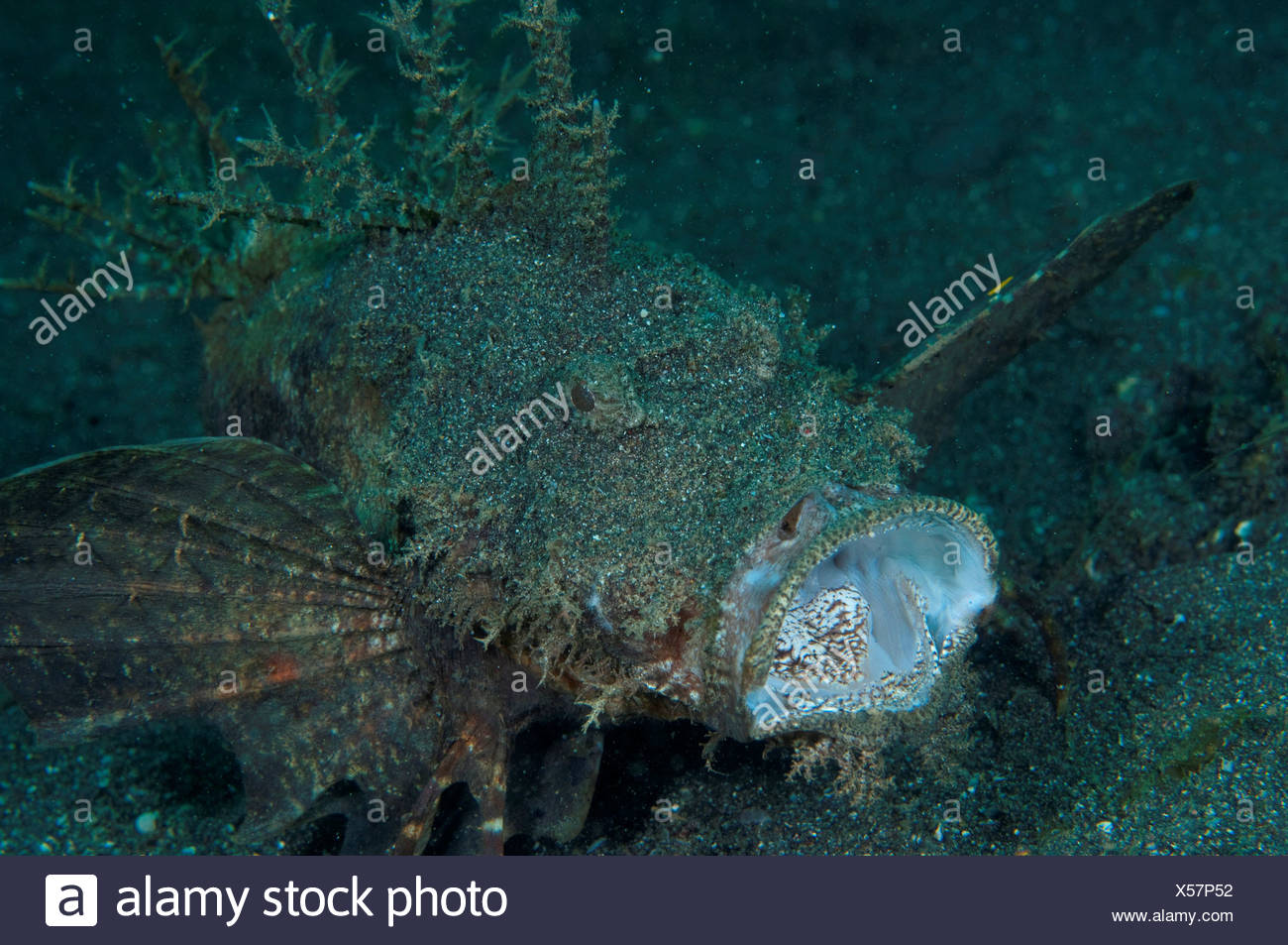 Ghoul Fish High Resolution Stock Photography and Images - Alamy