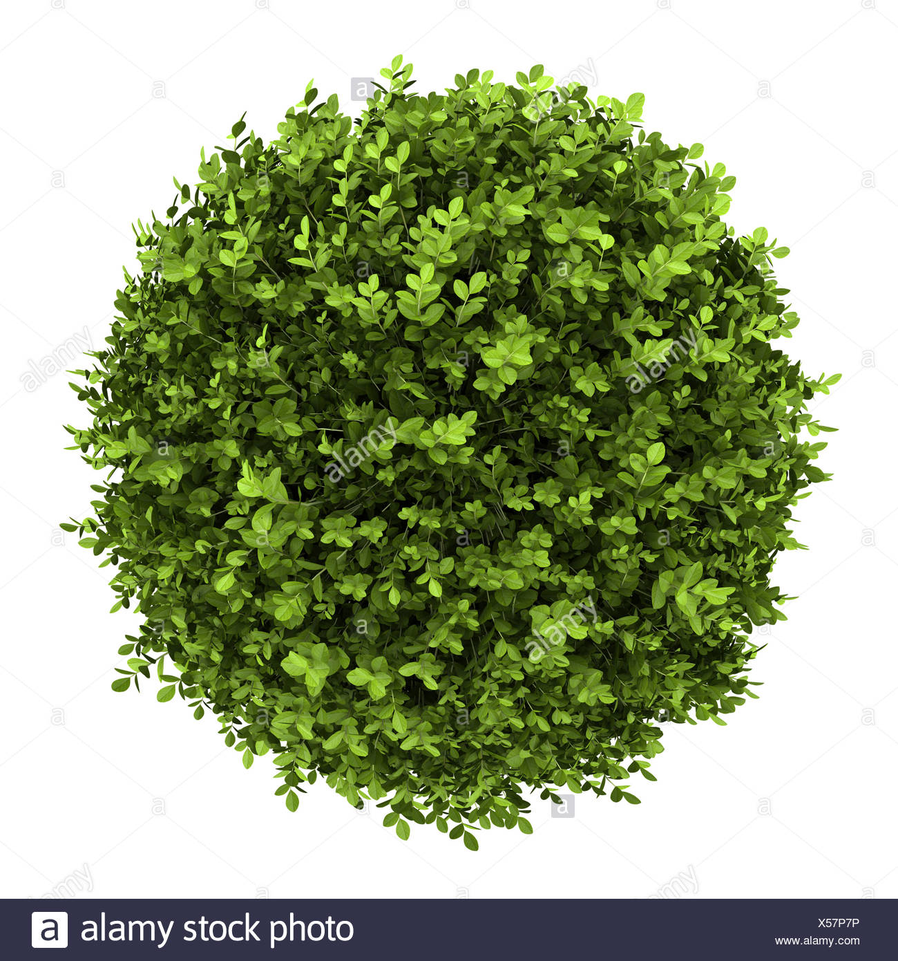 Boxwood Stock Photos & Boxwood Stock Images - Alamy
