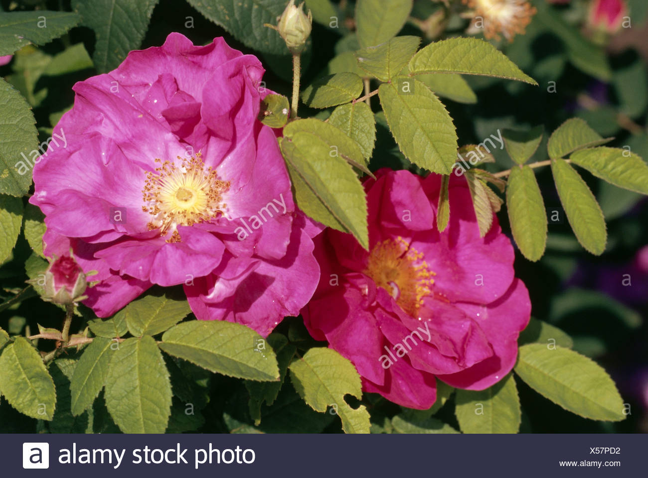 Rosa Gallica High Resolution Stock Photography and Images - Alamy