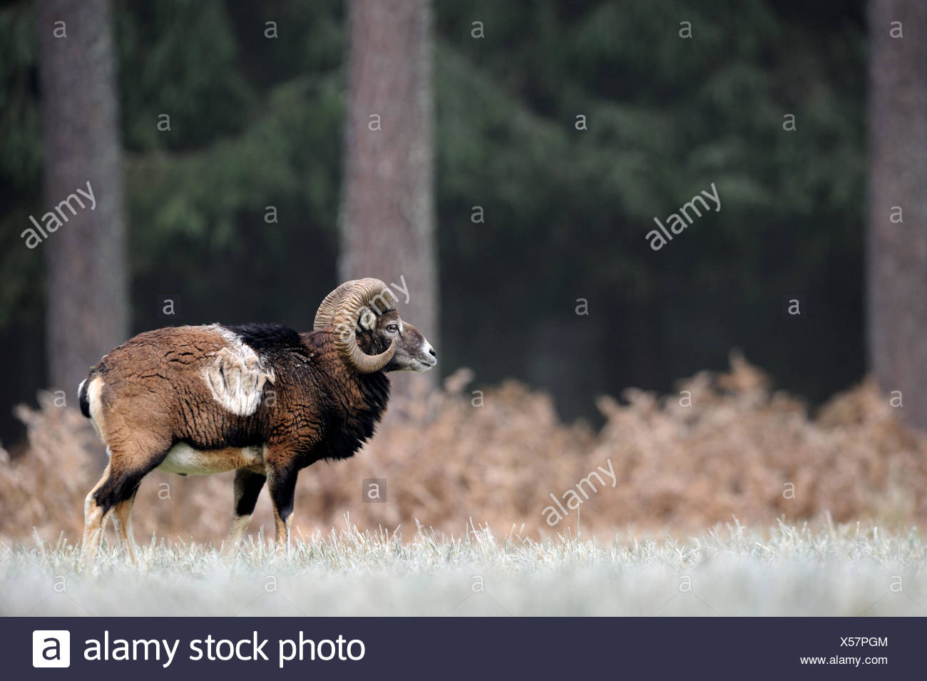 Mufflonwidder High Resolution Stock Photography and Images - Alamy