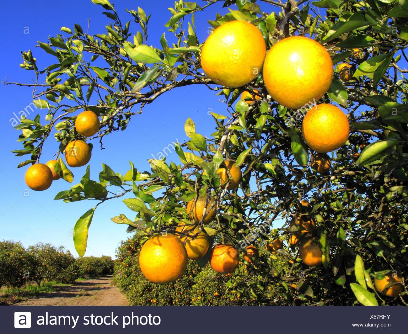 Orange Orchard Florida High Resolution Stock Photography and Images - Alamy