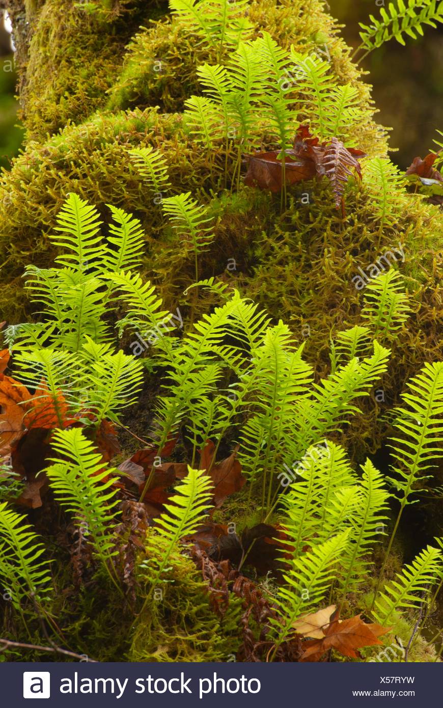 Licorice Fern Stock Photos & Licorice Fern Stock Images - Alamy