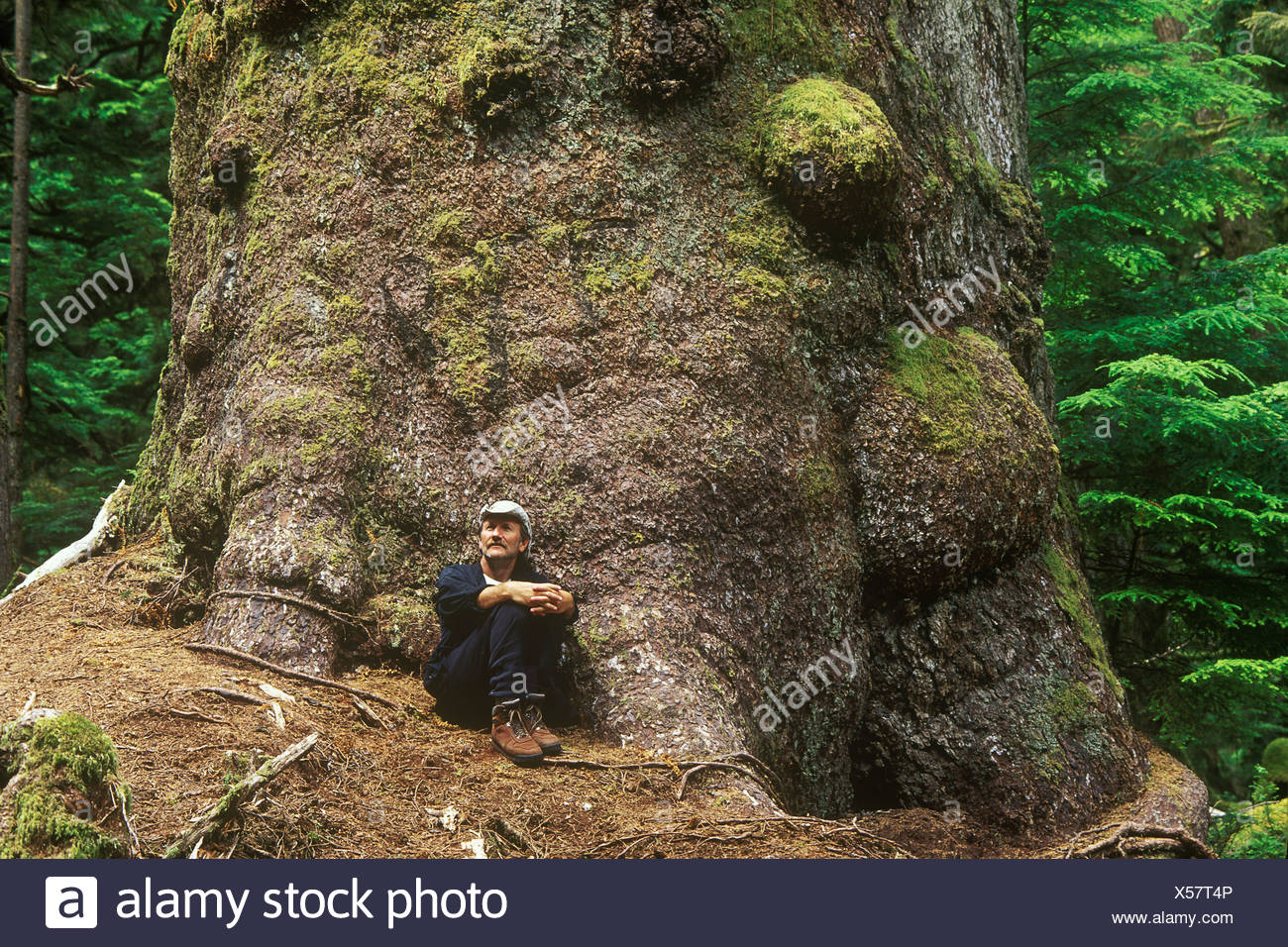 Giant Sitka Spruce High Resolution Stock Photography and Images - Alamy