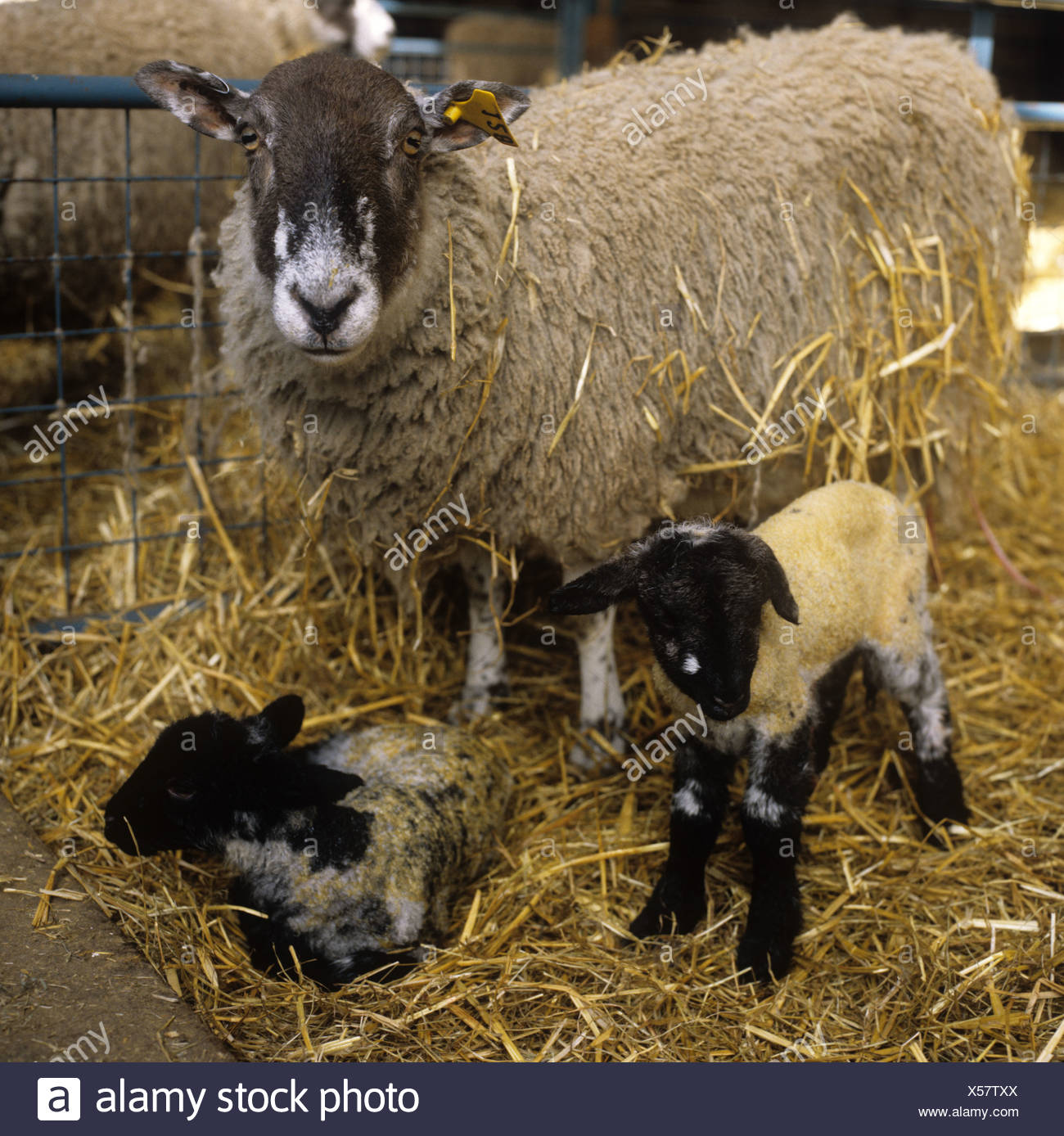 Sheep Giving Birth Stock Photos & Sheep Giving Birth Stock Images - Alamy
