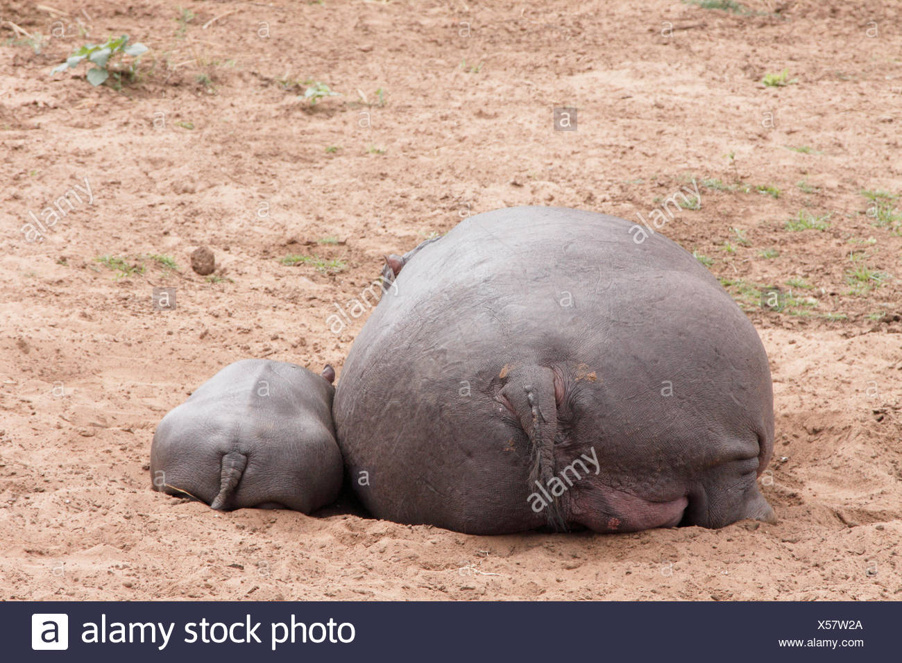 Female Hippo High Resolution Stock Photography and Images - Alamy
