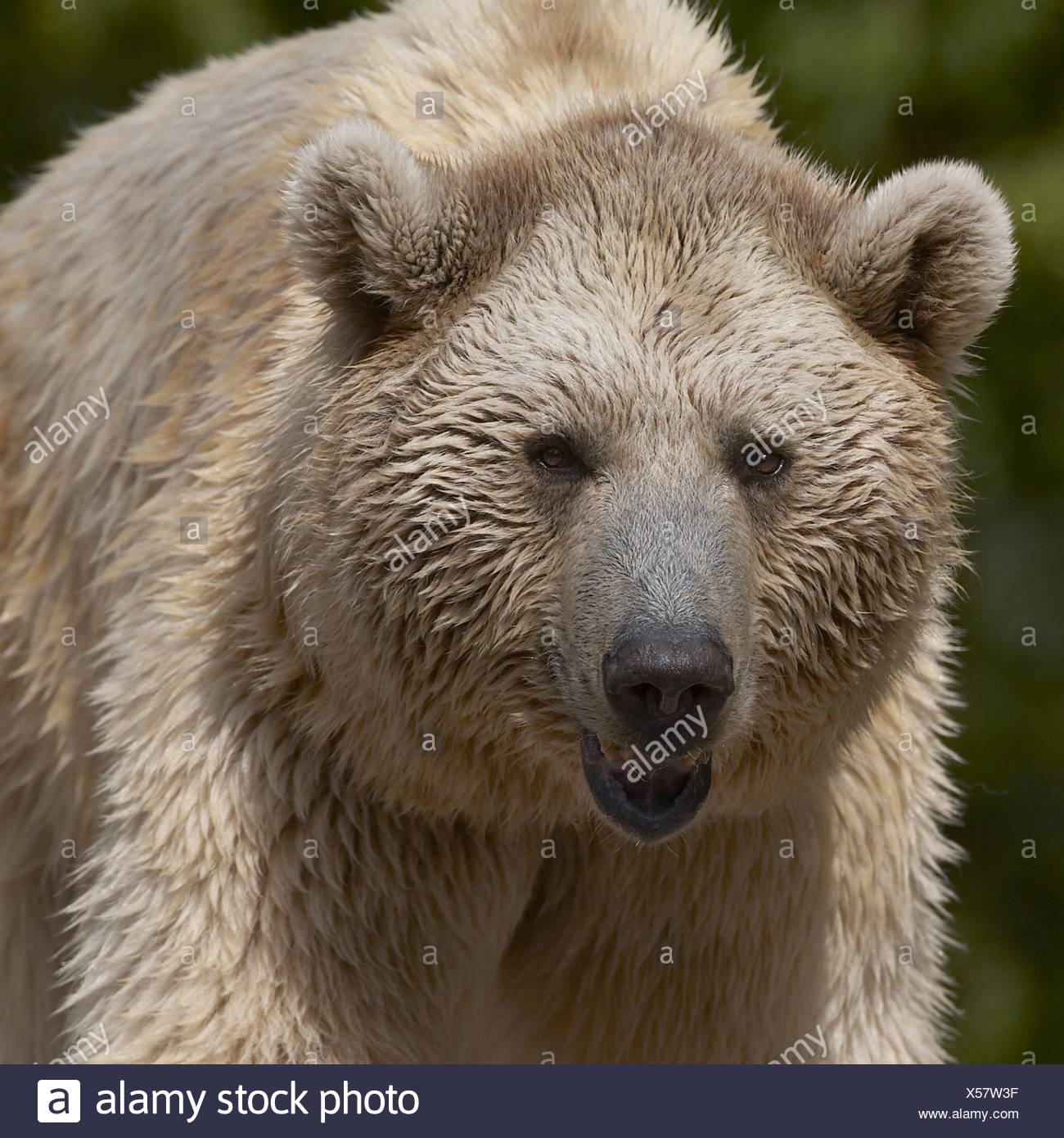Syrian Brown Bear Ursus Syriacus High Resolution Stock Photography and ...