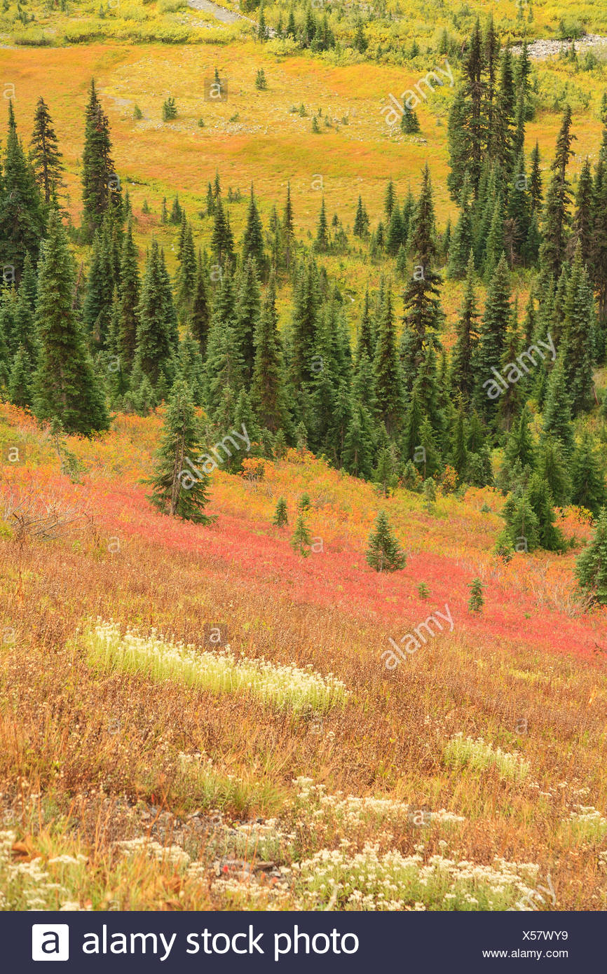 Tundra Colors High Resolution Stock Photography and Images - Alamy