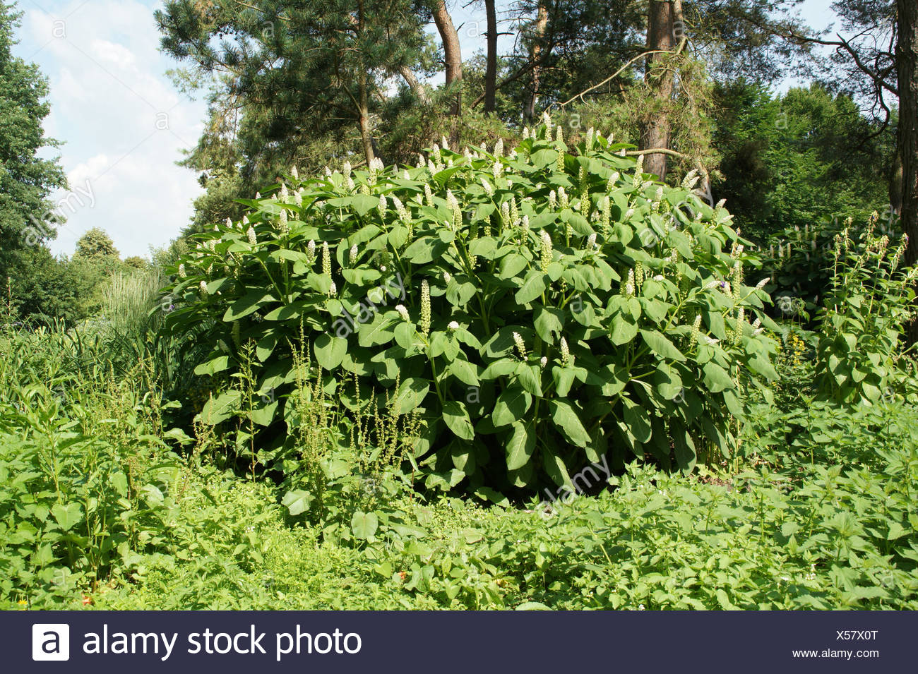 Polk Sallet High Resolution Stock Photography and Images - Alamy