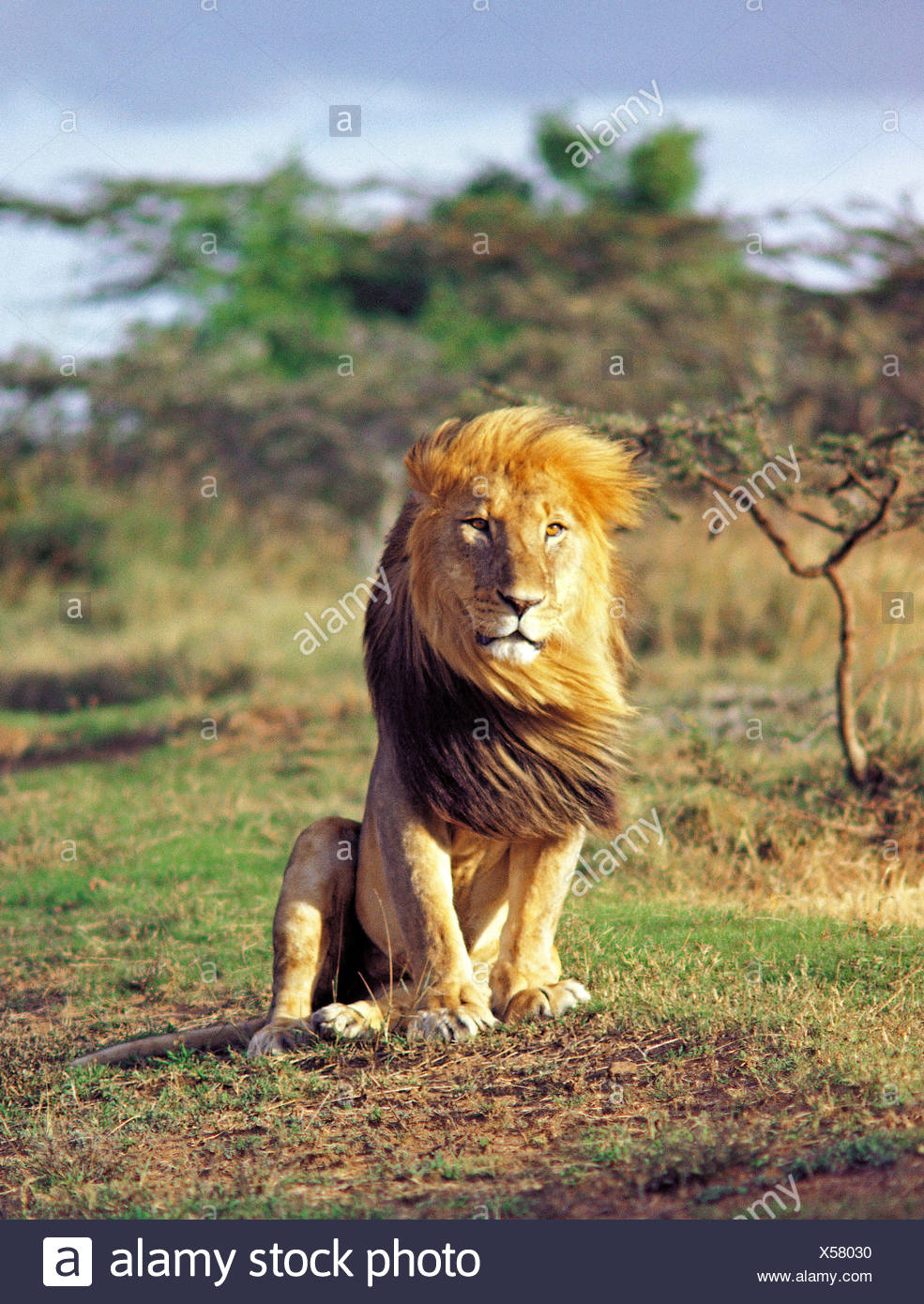 Male Lion In The Wind High Resolution Stock Photography and Images - Alamy
