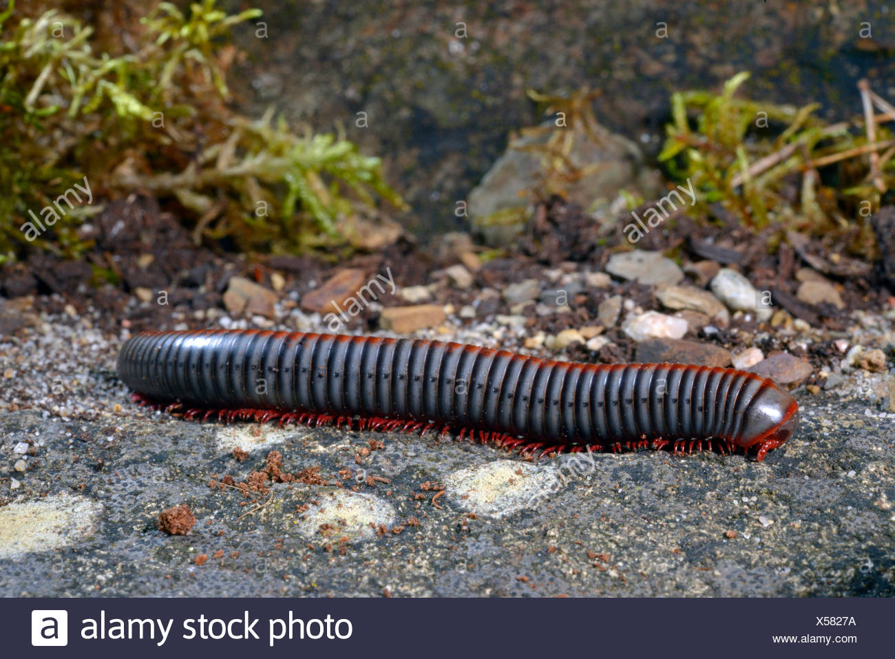 Vietnamese Fauna High Resolution Stock Photography and Images - Alamy