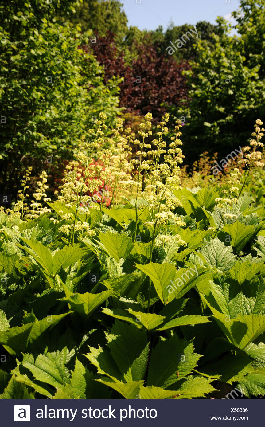 Rodgersien Stock Photos & Rodgersien Stock Images - Alamy