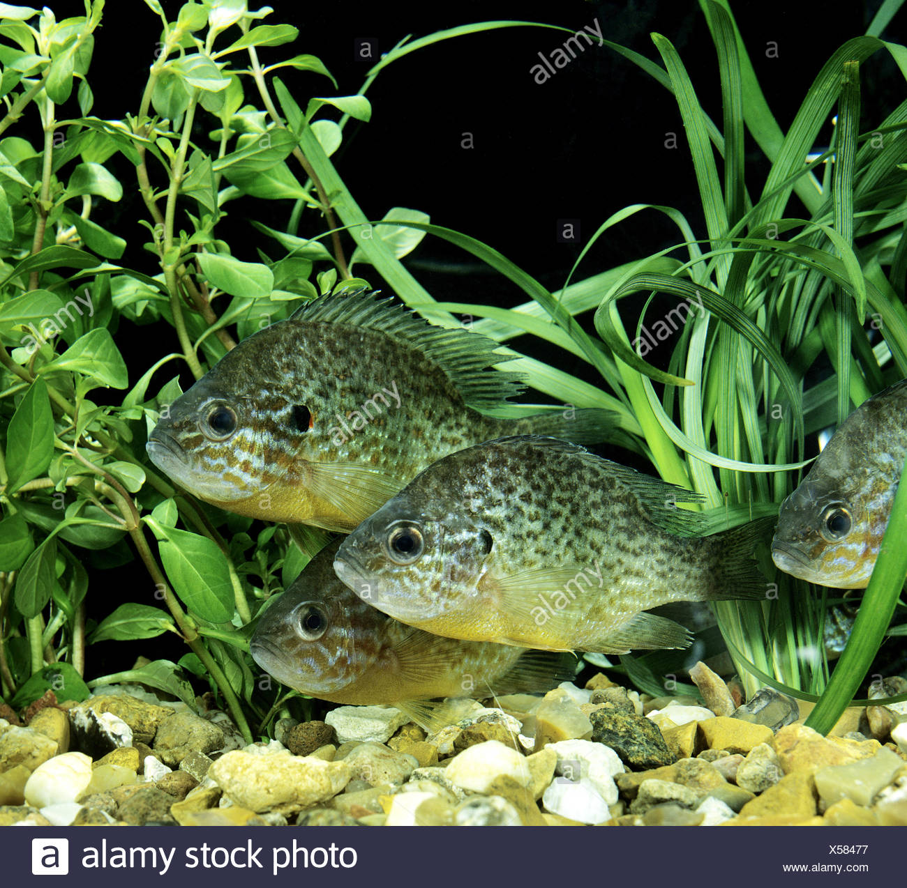 Pumpkinseed Sunfish Lepomis Gibbosus High Resolution Stock Photography ...