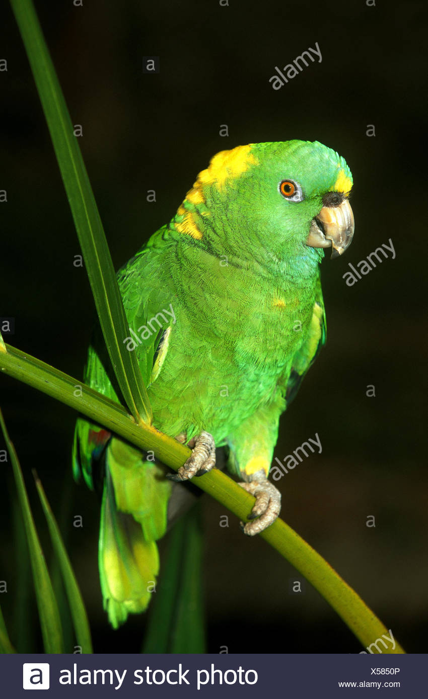 Yellow Amazons High Resolution Stock Photography and Images - Alamy