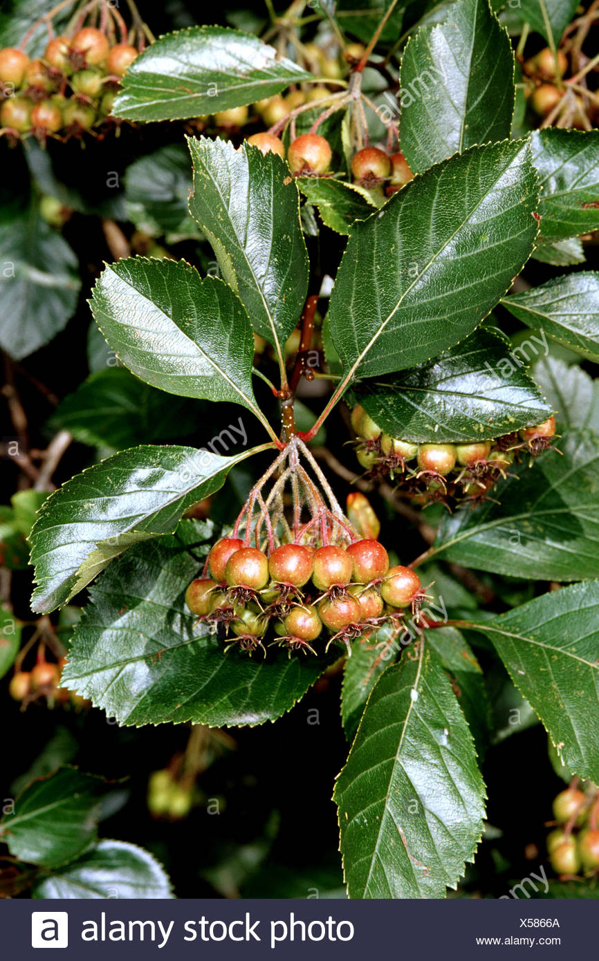 Cockspur Hawthorn Crataegus Crus Galli High Resolution Stock ...