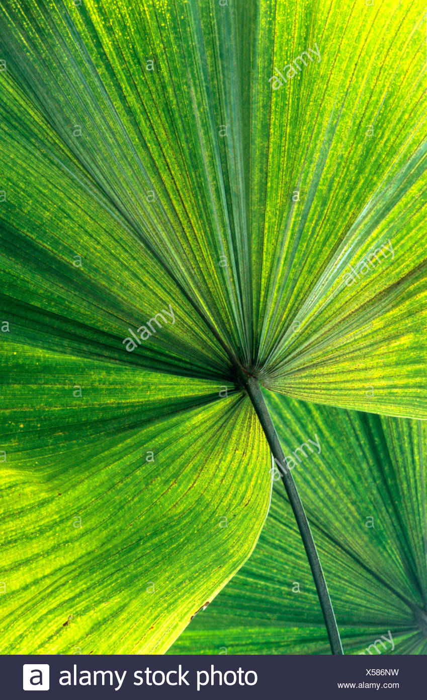 Palas Leaf High Resolution Stock Photography and Images - Alamy