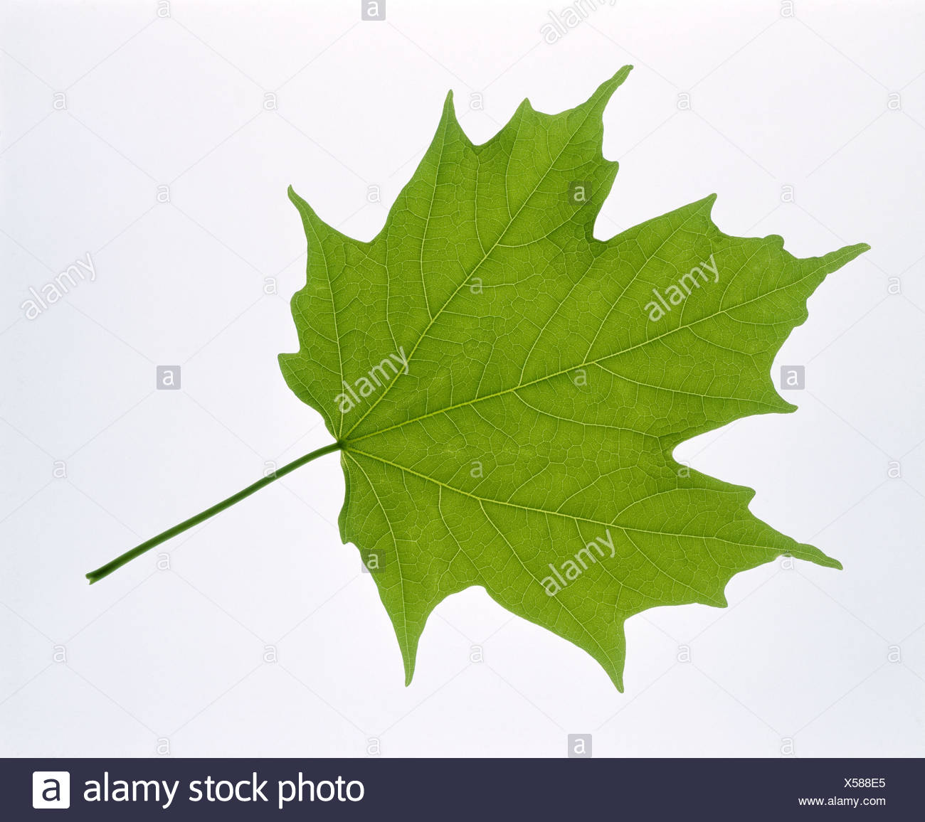Palmate Leaf Venation High Resolution Stock Photography and Images - Alamy