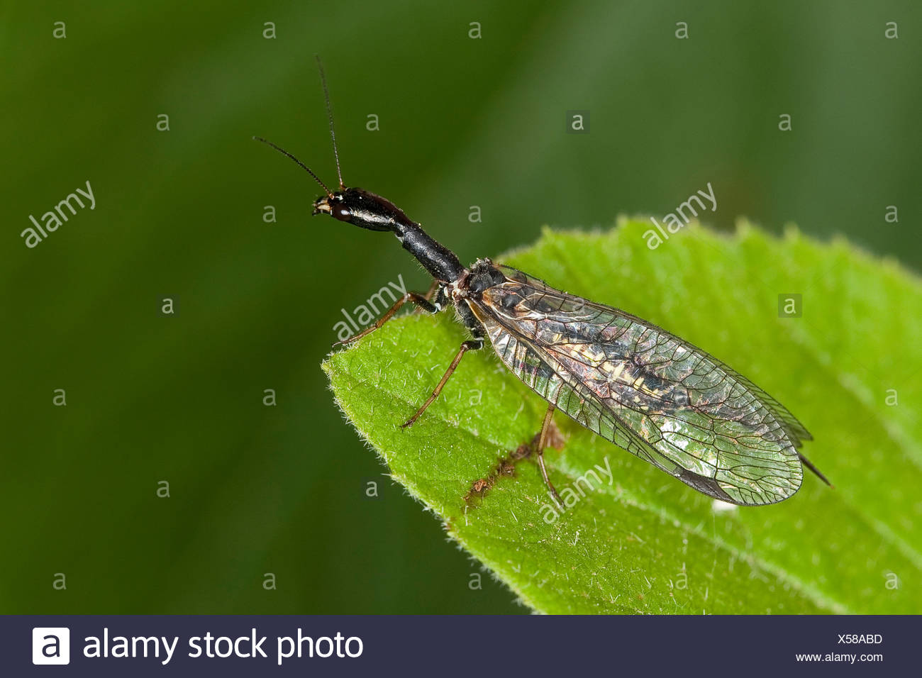 Phaeostigma High Resolution Stock Photography and Images - Alamy