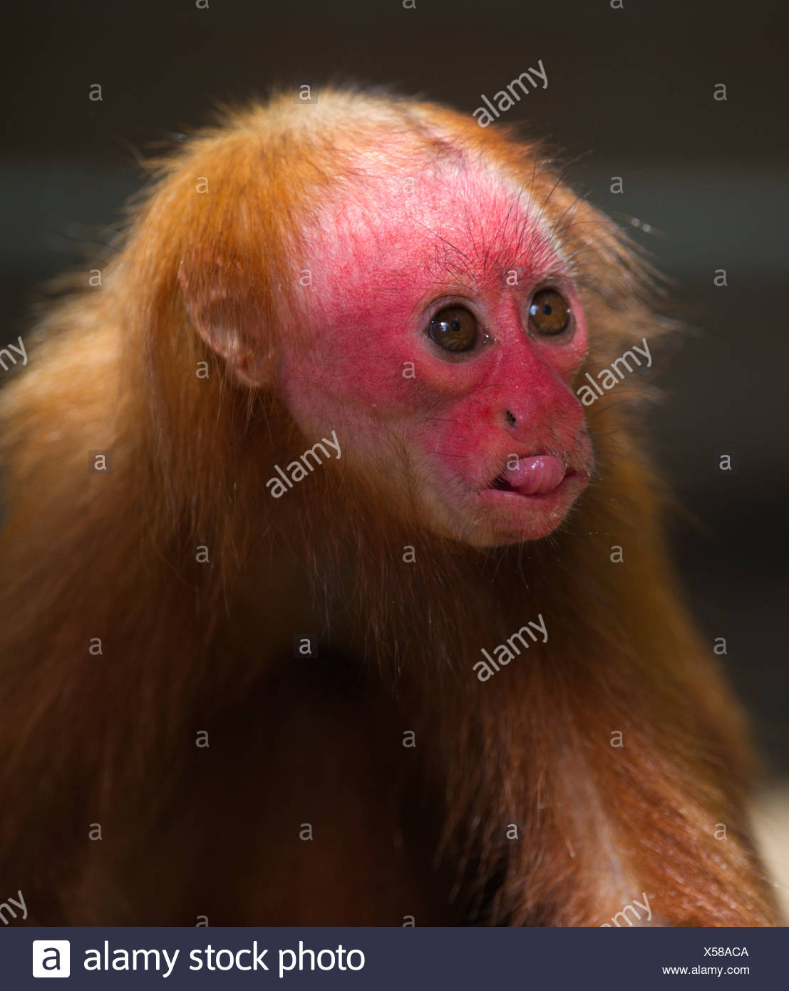 Amazonas Basin High Resolution Stock Photography and Images - Alamy