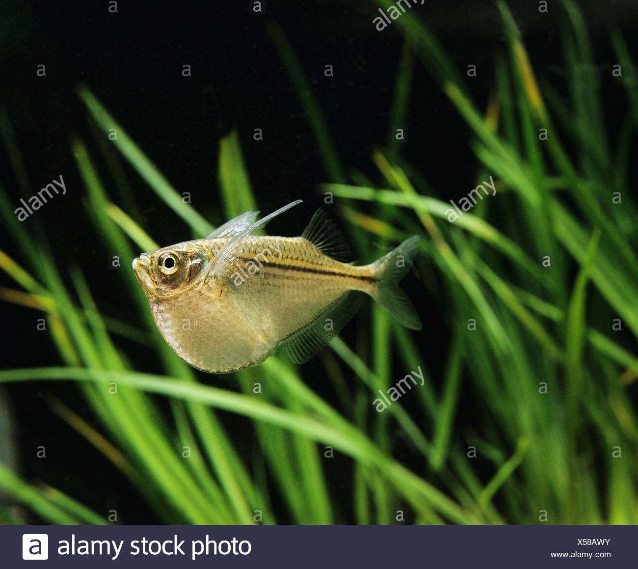 Spotted Hatchetfish Gasteropelecus Maculatus High Resolution Stock ...