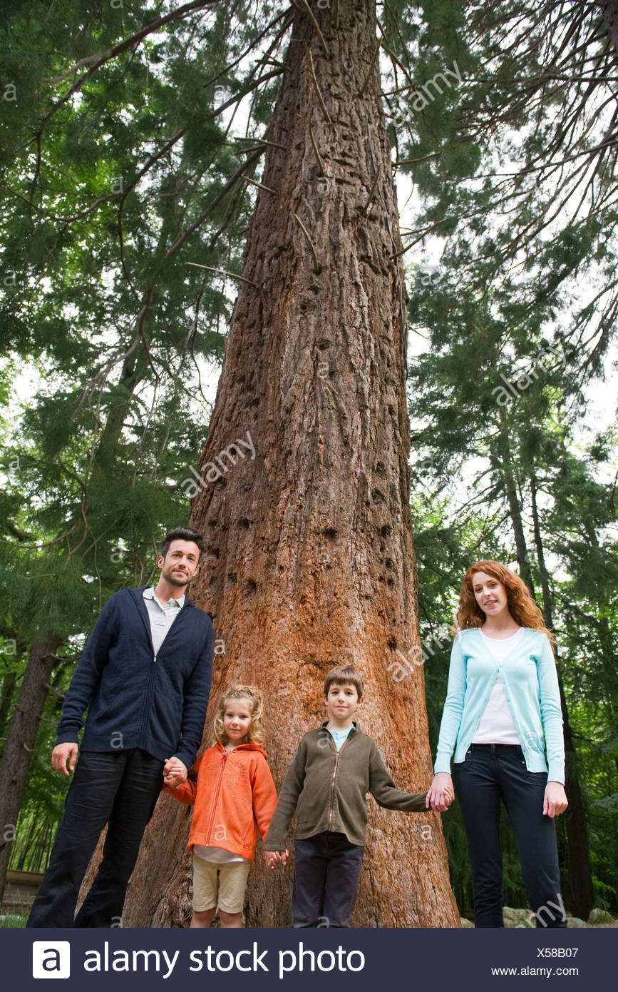 Tall Standing Tree High Resolution Stock Photography and Images - Alamy