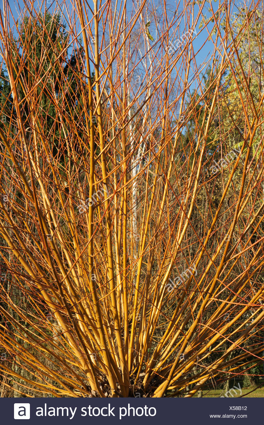 Common Osier Salix Viminalis High Resolution Stock Photography and ...