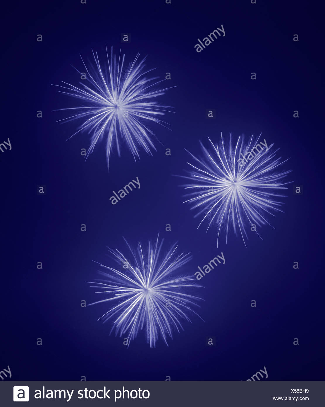 Airborne Seeds Stock Photos & Airborne Seeds Stock Images - Alamy