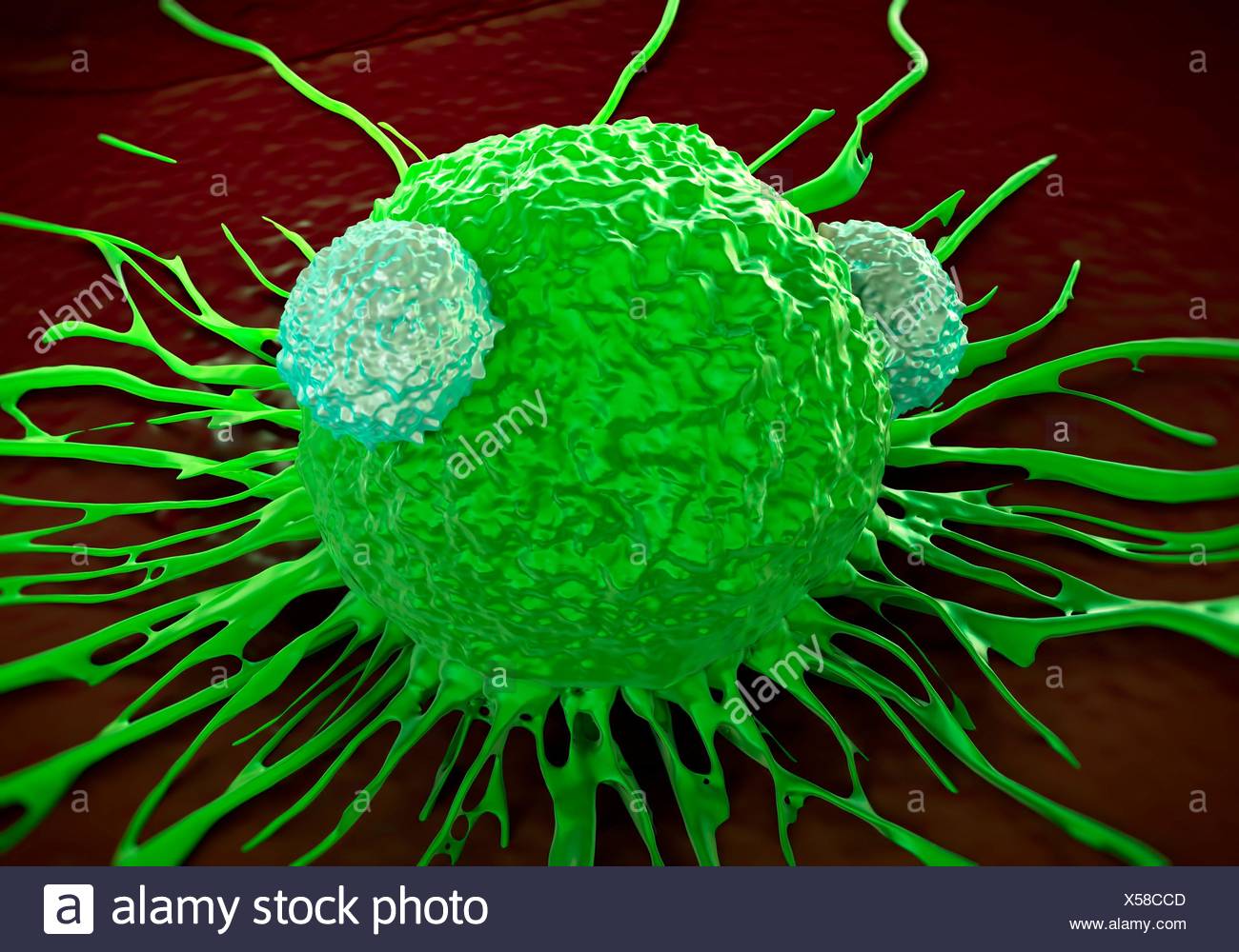 T Cell High Resolution Stock Photography and Images - Alamy