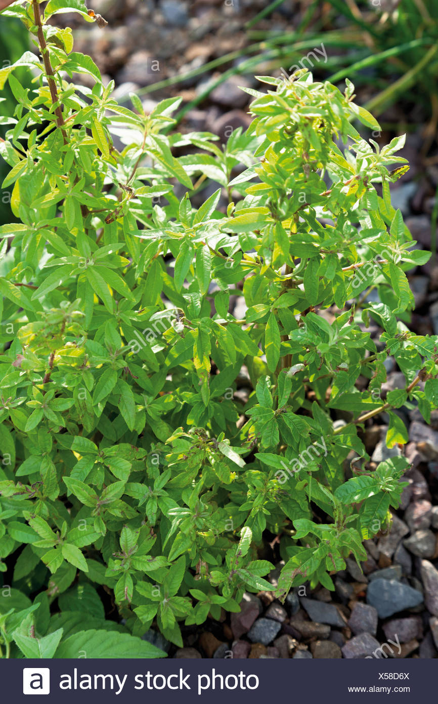 Lemon Verbena Plant High Resolution Stock Photography and Images - Alamy