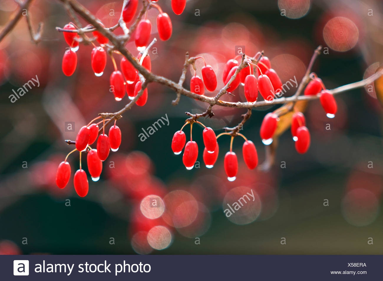 Cornus Officinalis Stock Photos & Cornus Officinalis Stock Images - Alamy