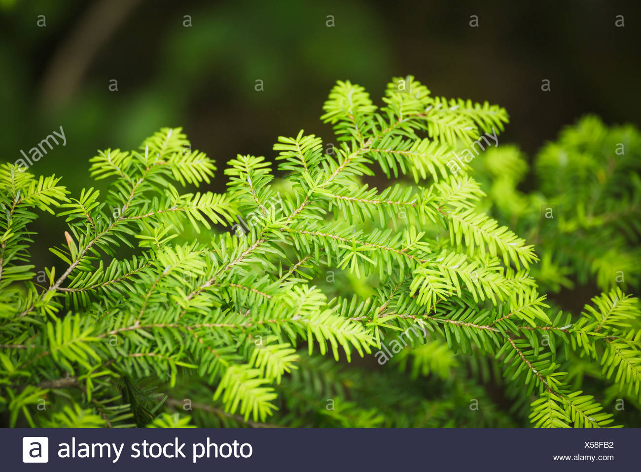 Balsam Fir Canada Stock Photos & Balsam Fir Canada Stock Images - Alamy
