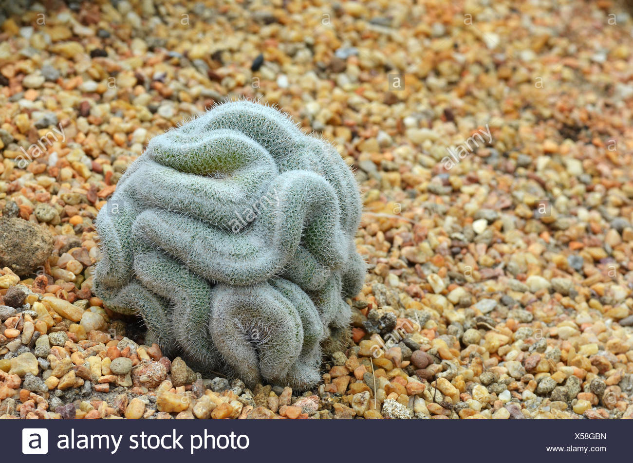 Brain Cactus High Resolution Stock Photography and Images - Alamy