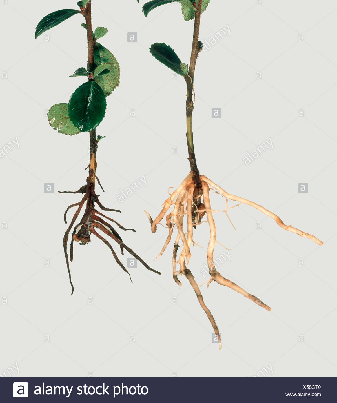 Root Cuttings Stock Photos & Root Cuttings Stock Images - Alamy