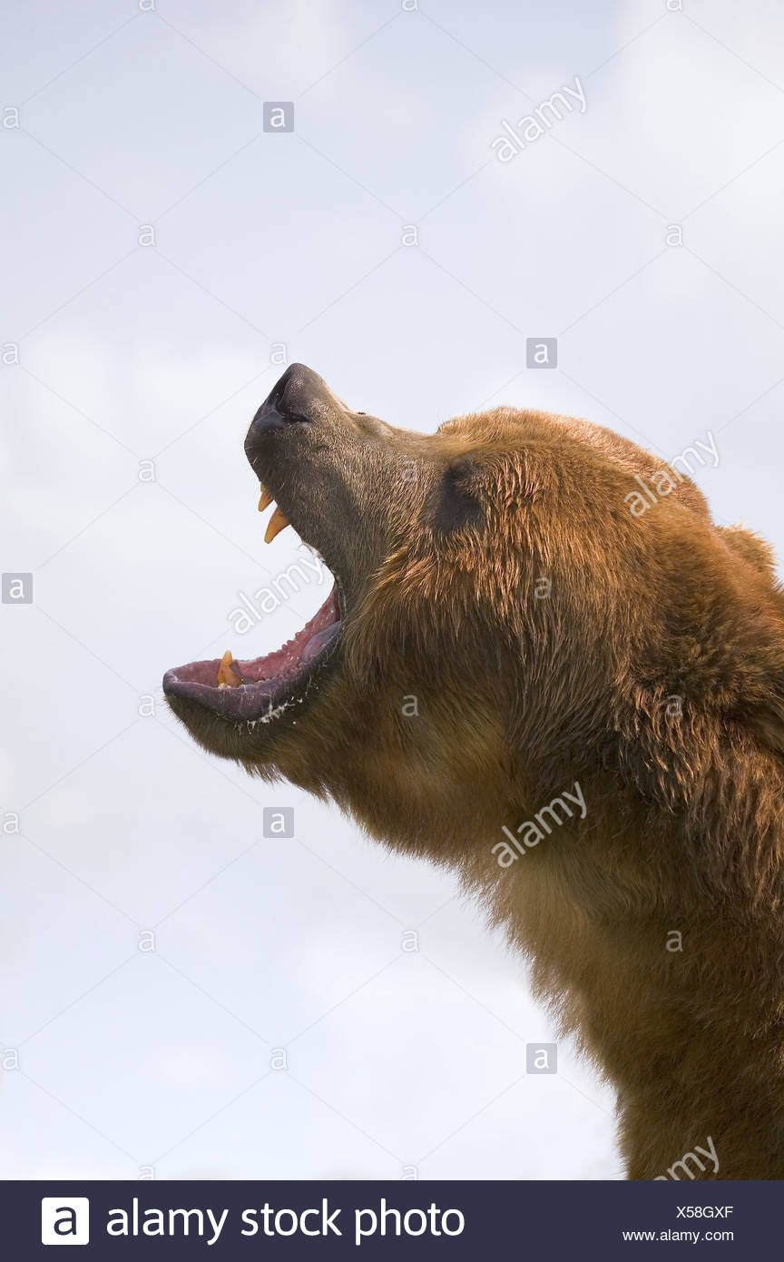 Animal Open Mouth Bear High Resolution Stock Photography and Images - Alamy