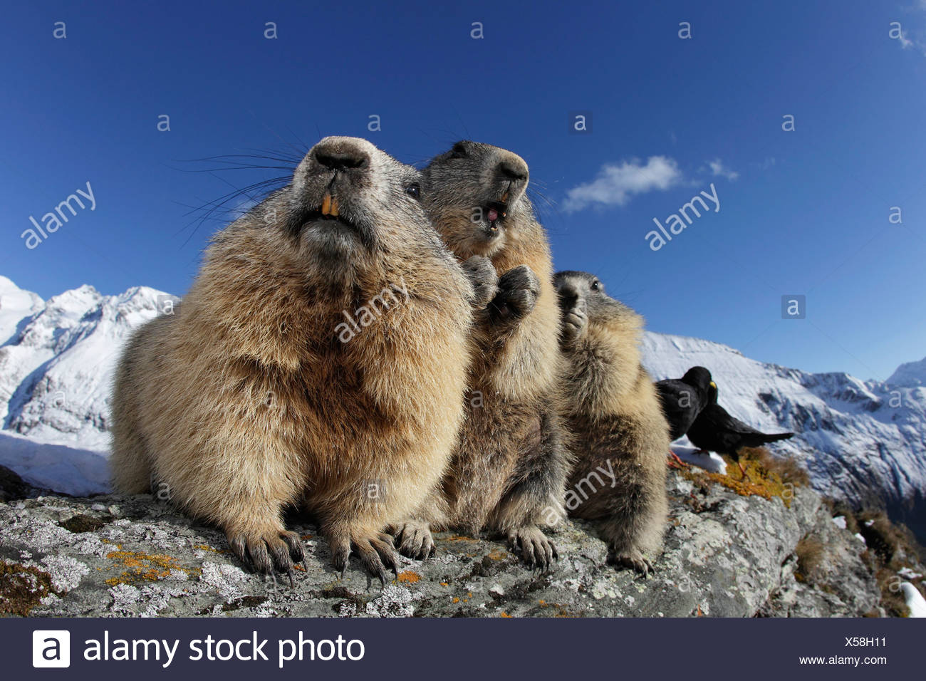 Three Marmots High Resolution Stock Photography and Images - Alamy