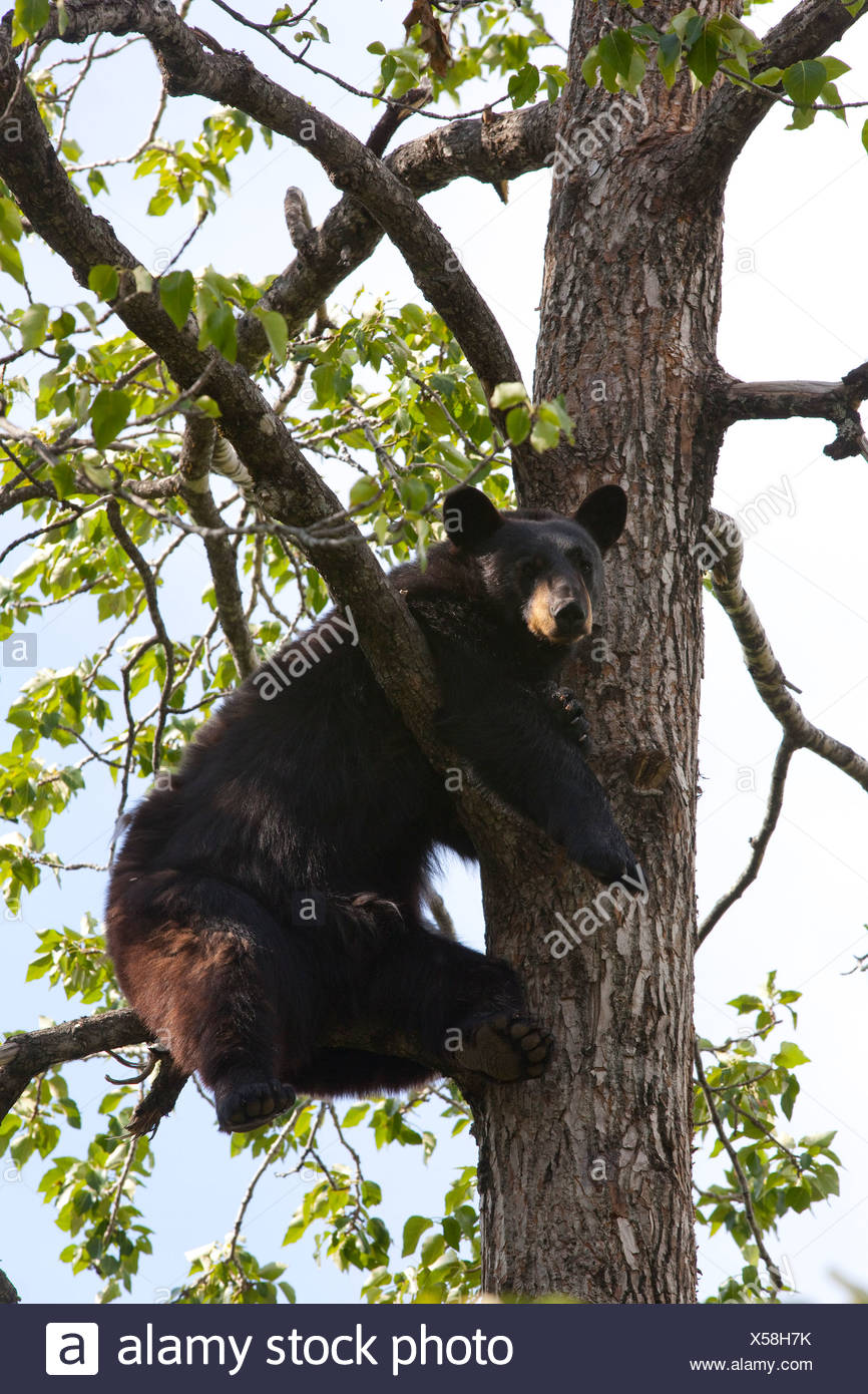 Adult Black Bear Climbing Tree High Resolution Stock Photography and ...