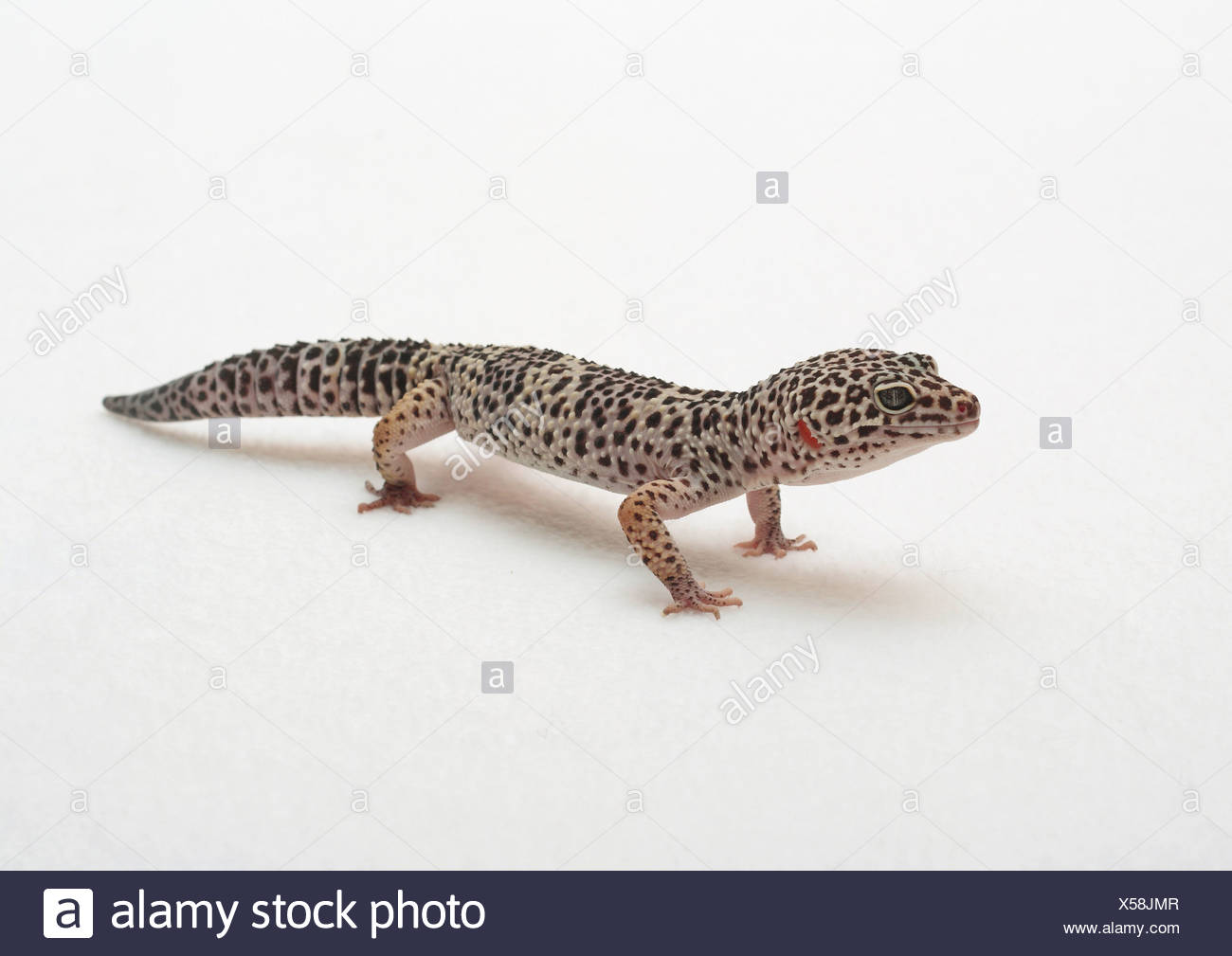 Leopard Gecko Cut Out High Resolution Stock Photography and Images - Alamy