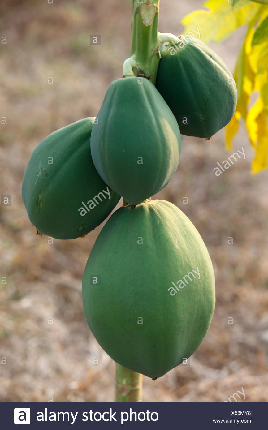 Tropical Fruits Tree High Resolution Stock Photography and Images - Alamy
