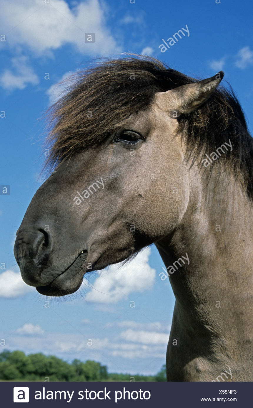 Tarpan Horse High Resolution Stock Photography and Images - Alamy