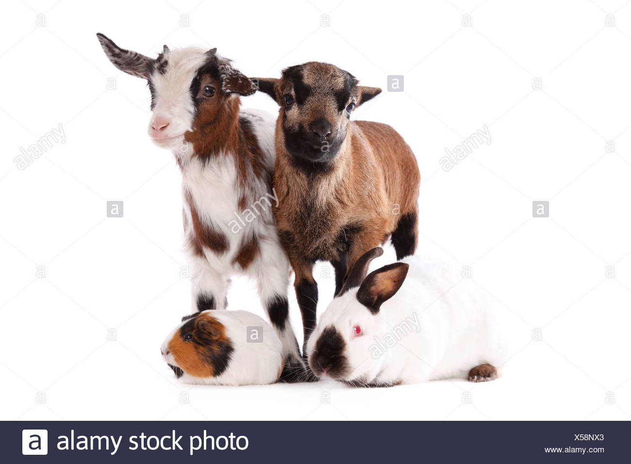 Cute Rabbit Guinea Pig High Resolution Stock Photography and Images - Alamy