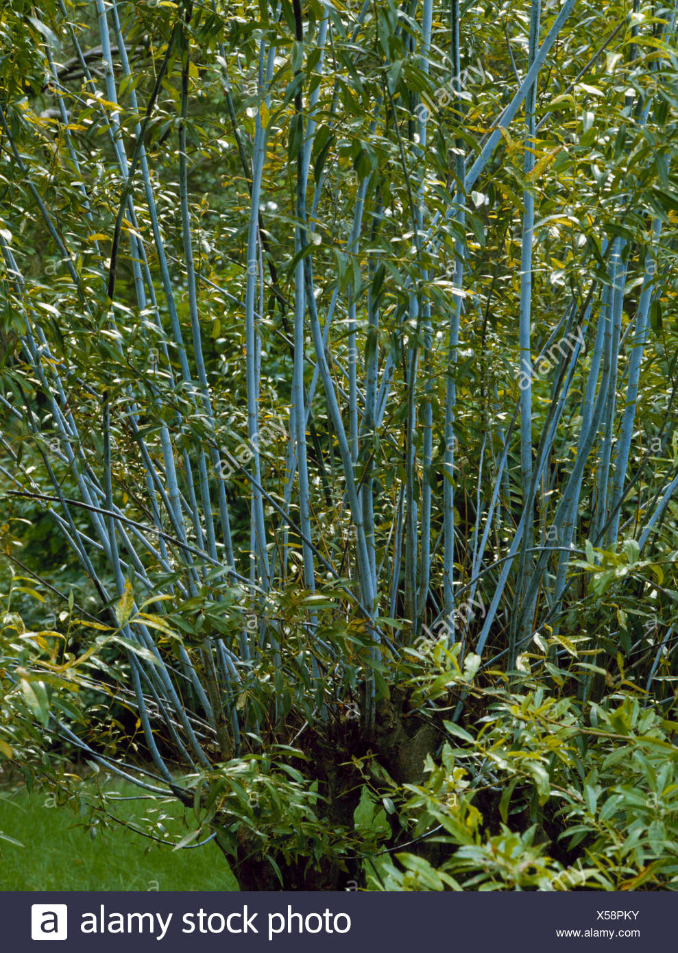 Salix Daphnoides High Resolution Stock Photography and Images - Alamy