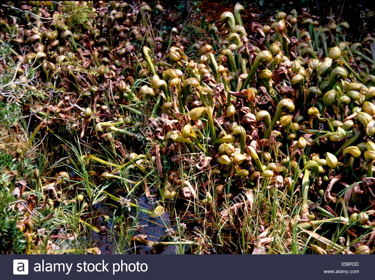 Cobra Plant High Resolution Stock Photography and Images - Alamy