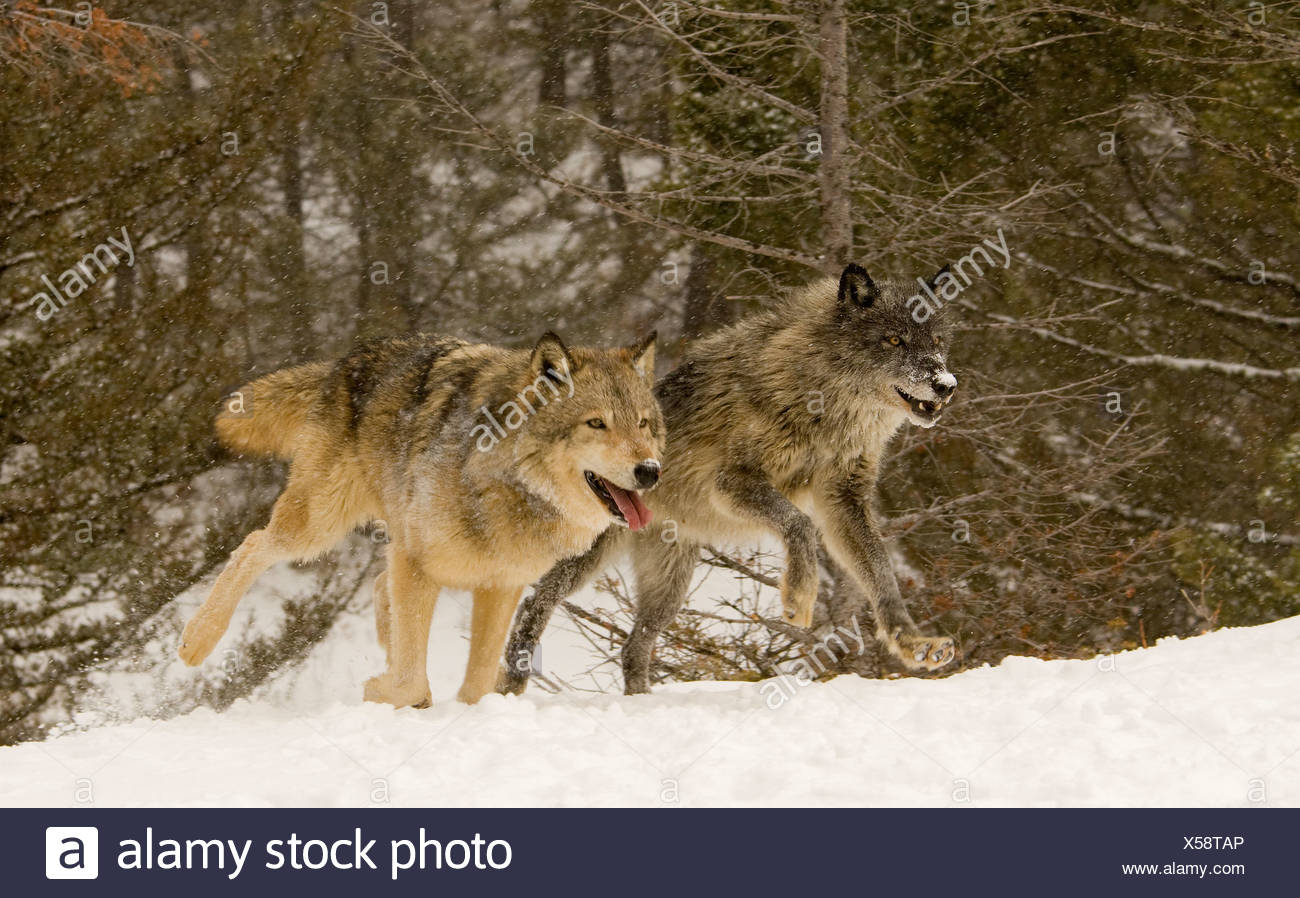 Wolves Running High Resolution Stock Photography and Images - Alamy
